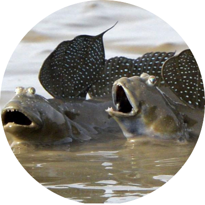 Mudskippers • Tarren Mill • EU | Guilds of WoW